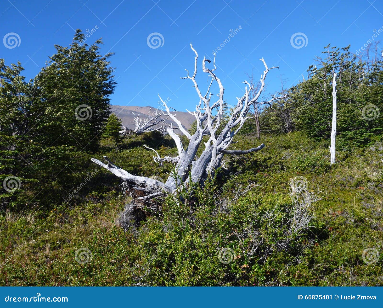 Wood in Argentinian Patagonia with Dry Tree Stock Image - Image of lush ...