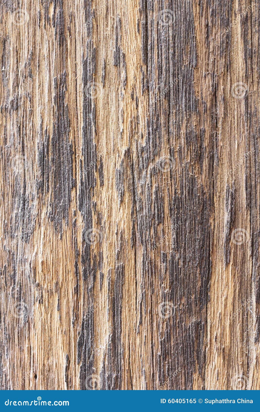 Texture Of Mango Tree Bark Covered With Dried Moss Royalty-Free Stock ...