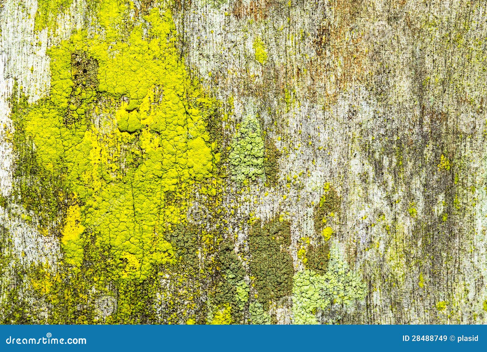Wood Background with Lichen Stock Image - Image of environment, lichen ...