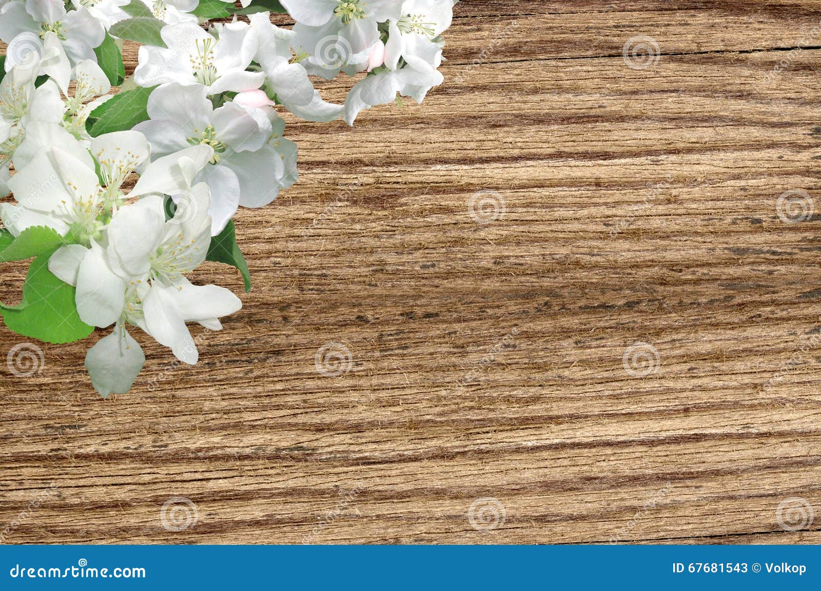 Wood Background with Spring Flowers. Apple Blossom Stock Image - Image ...