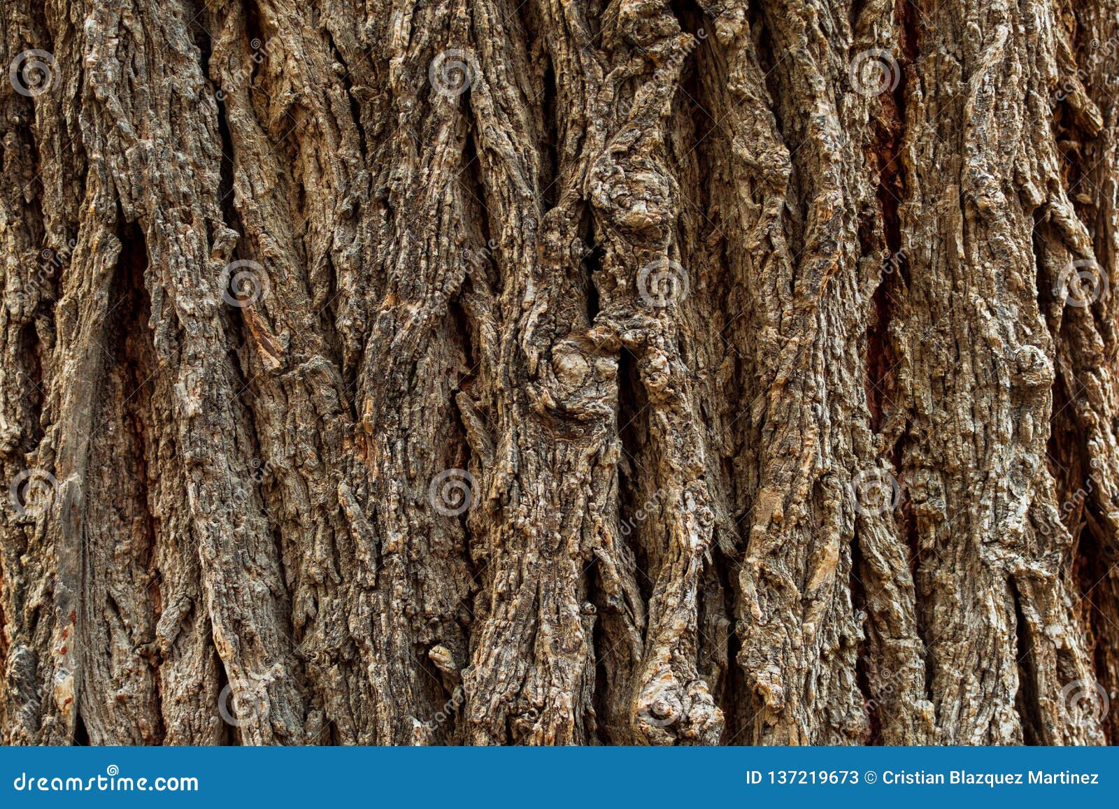 Wood Old Tree Background Texture Stock Image - Image of textured, trunk ...