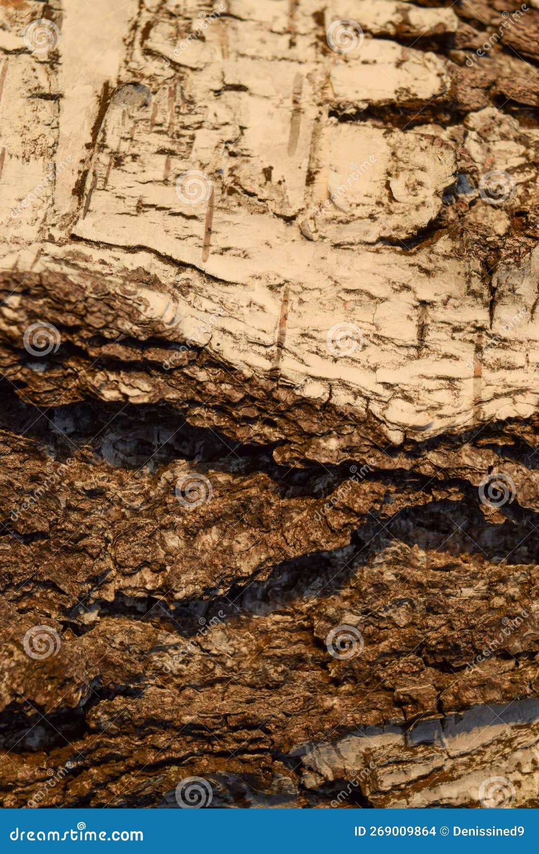 Wood Background Texture, Tree Bark Backdrop. Stock Photo - Image of ...