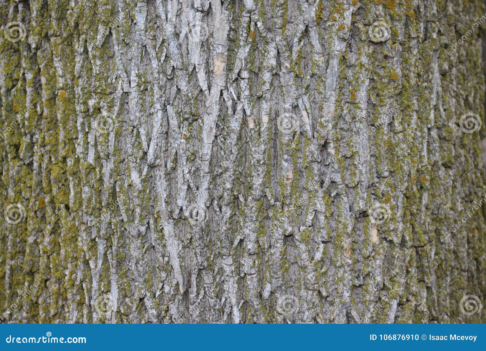Wood Background Tree Bark Pattern Stock Photo - Image of nature, brown ...