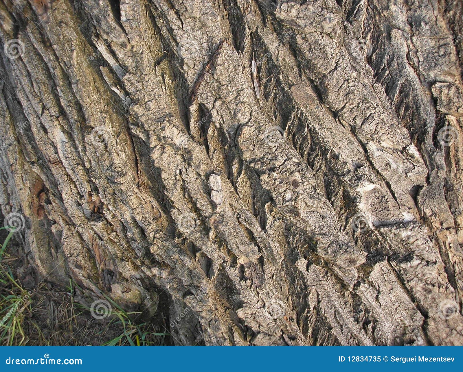 Wood bark stock image. Image of element, gnarly, aging - 12834735