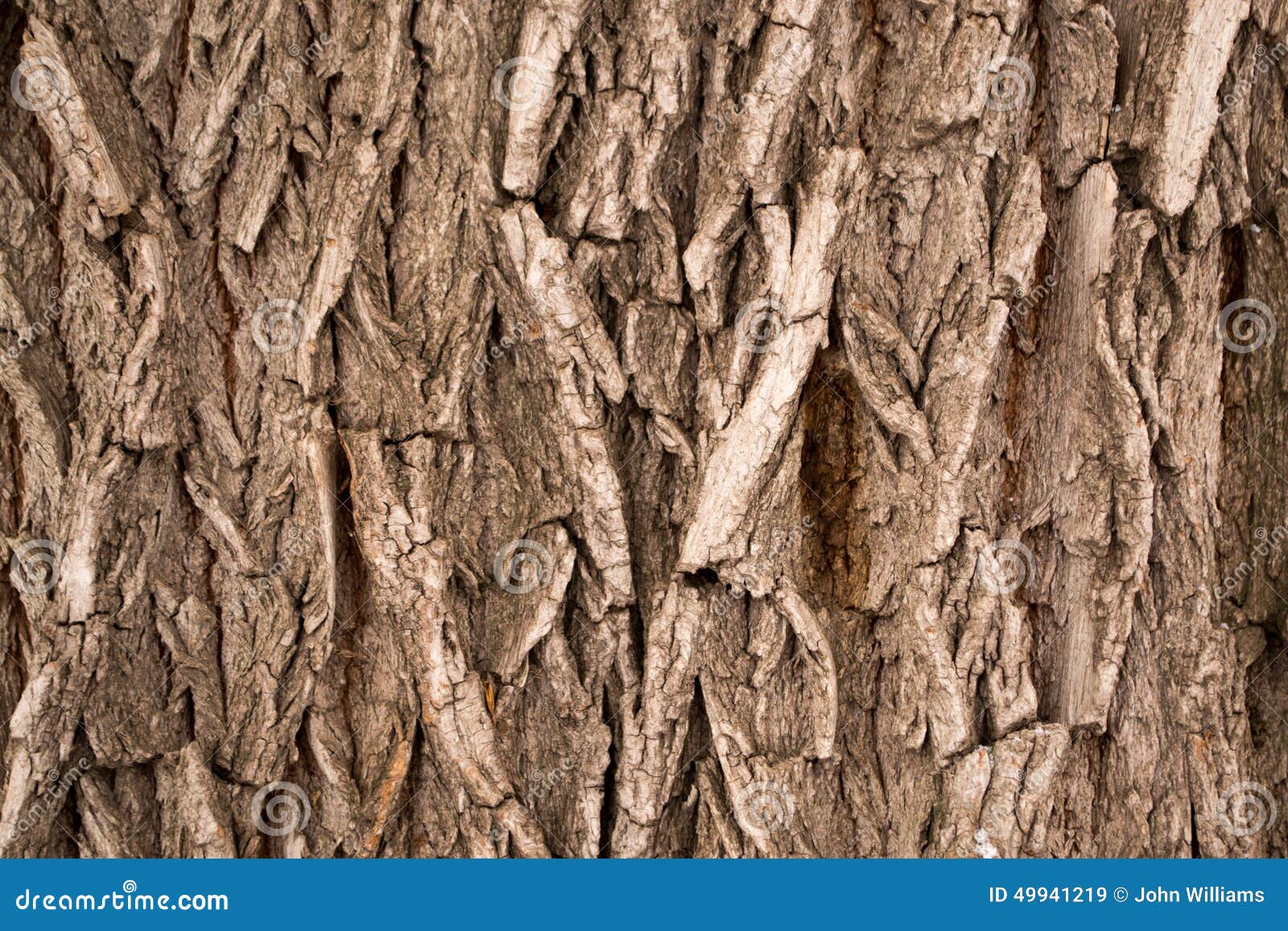 Wood Bark Background stock image. Image of closeup, aging - 49941219