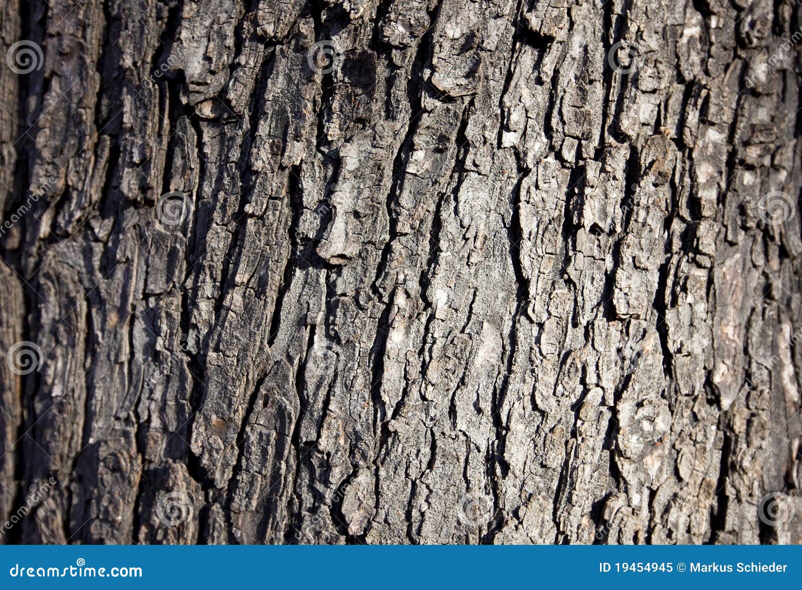 Wood bark backround stock image. Image of dark, detail - 19454945