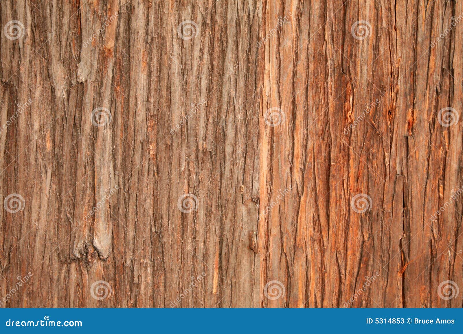 Wood bark detail stock image. Image of bark, design, interior - 5314853