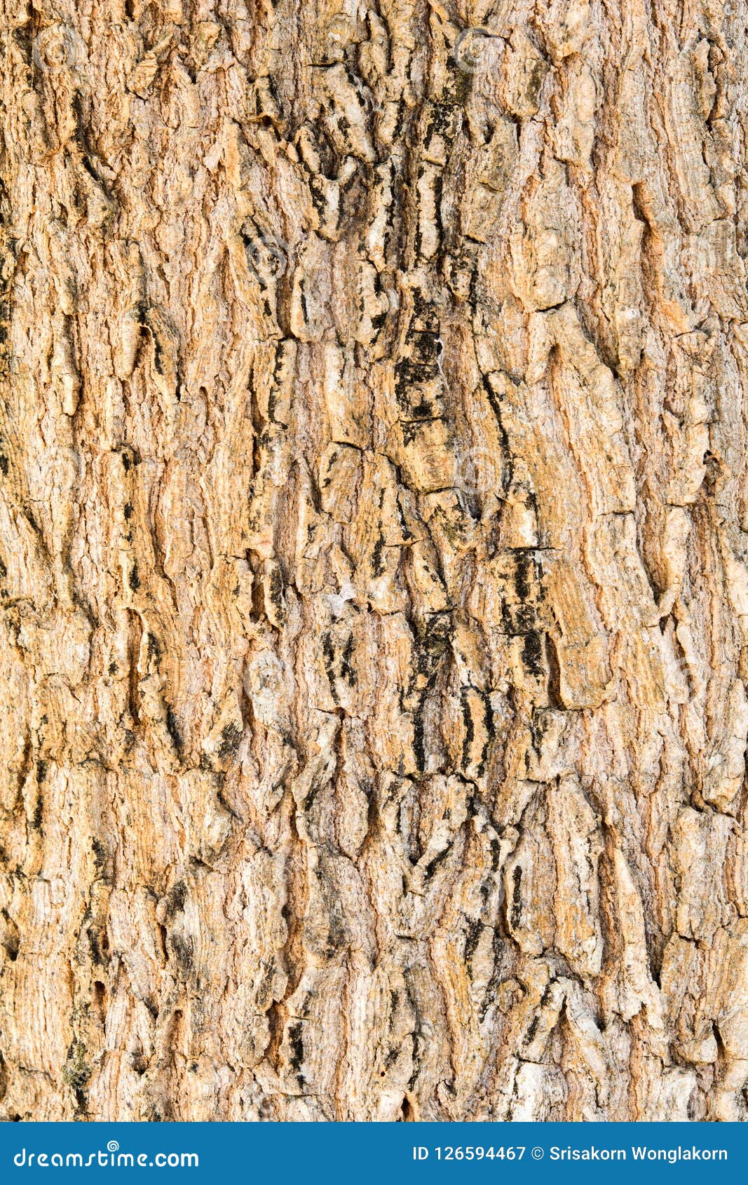 Wood, Bark, Old Pattern, Old Wood Stock Image - Image of grungy ...