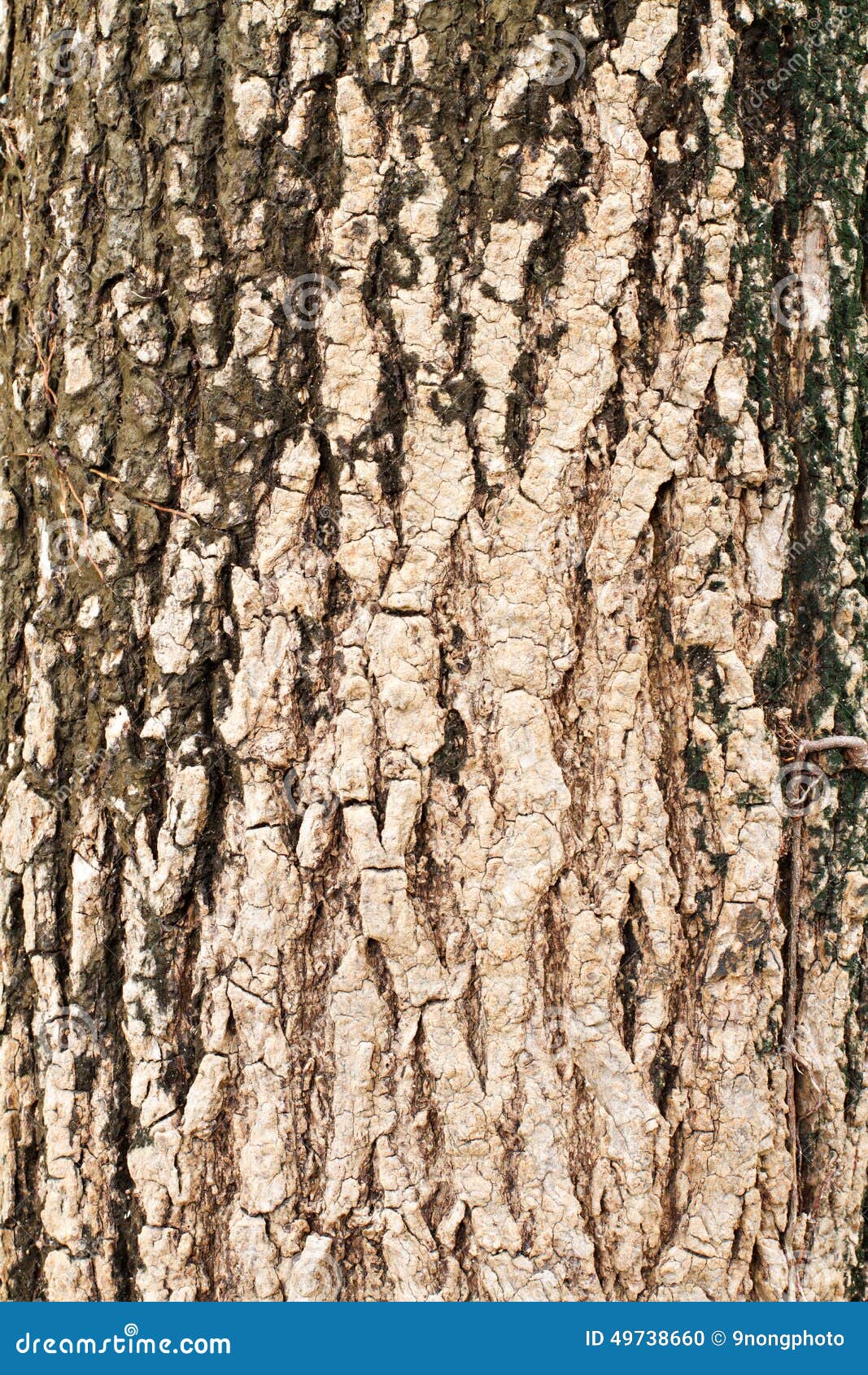 Wood And Bark Cells Of A Sudanese Frankincense Tree, Boswellia ...