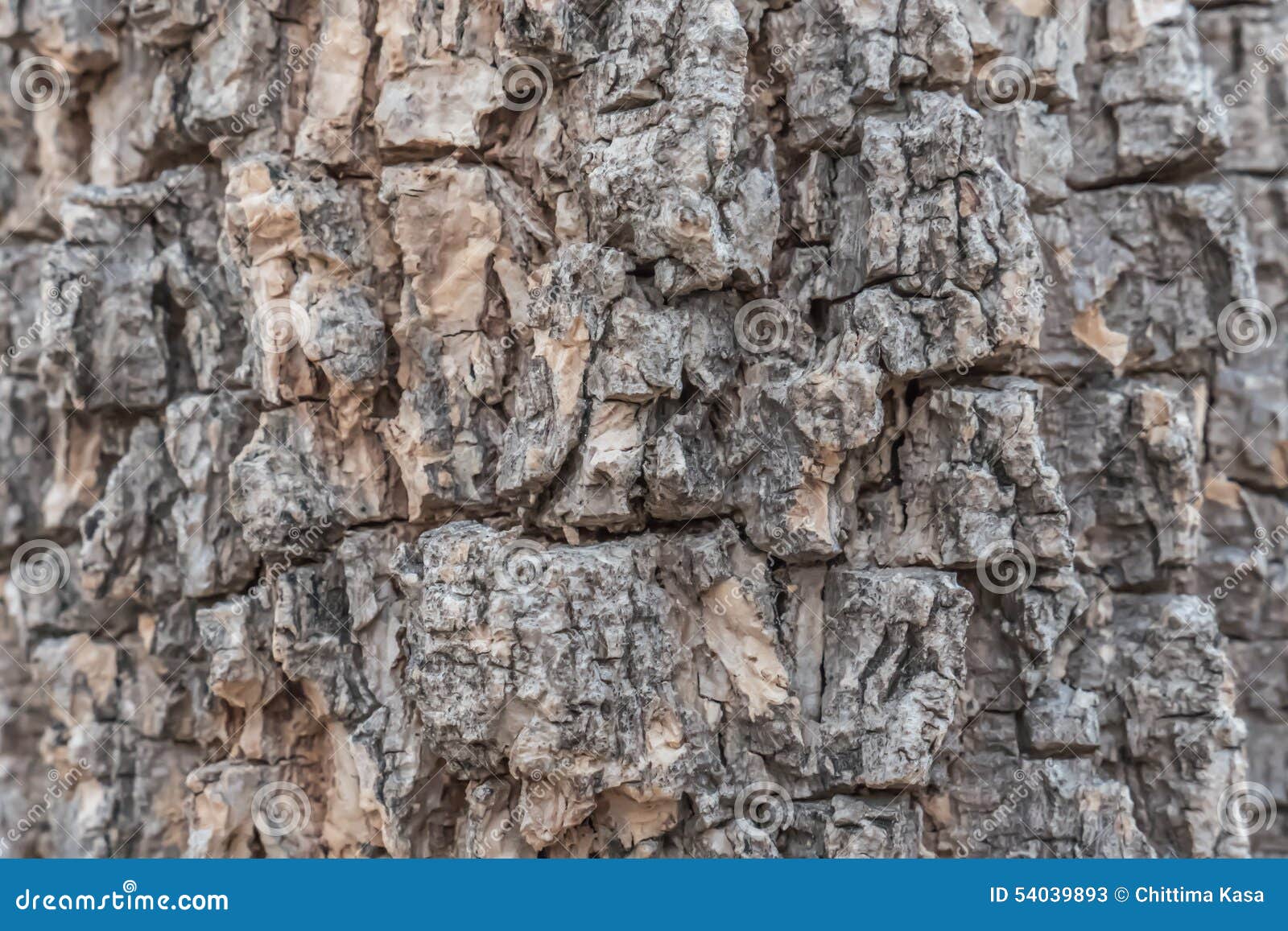 Wood bark skin stock image. Image of grain, crust, skin - 54039893