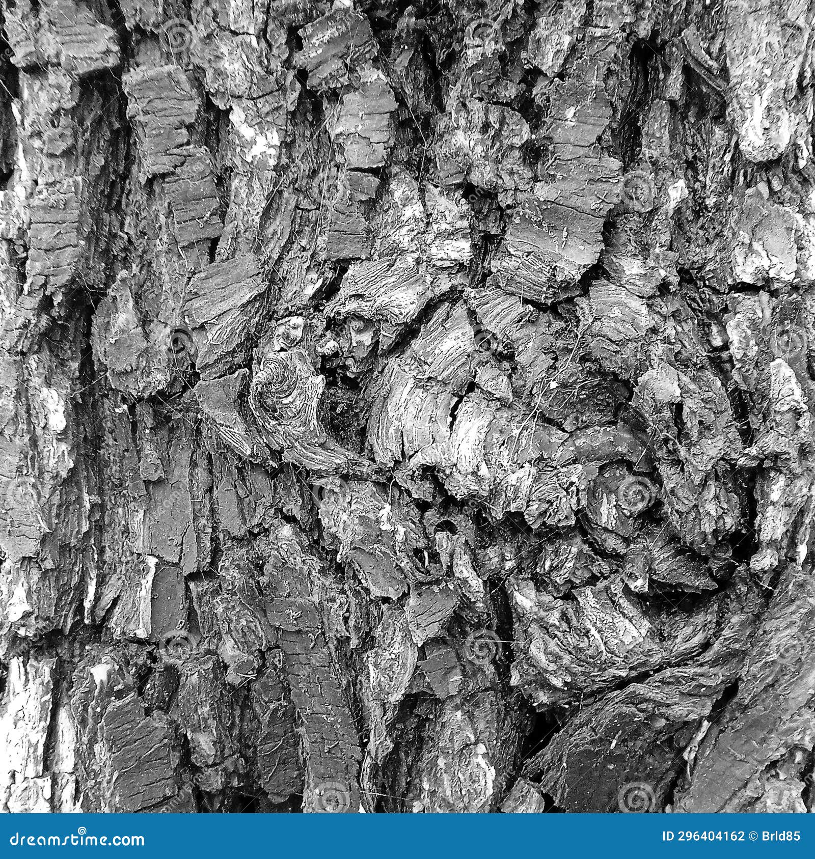 Wood Bark ,surface Texture Board Knot Abstractb Stock Photo - Image of ...