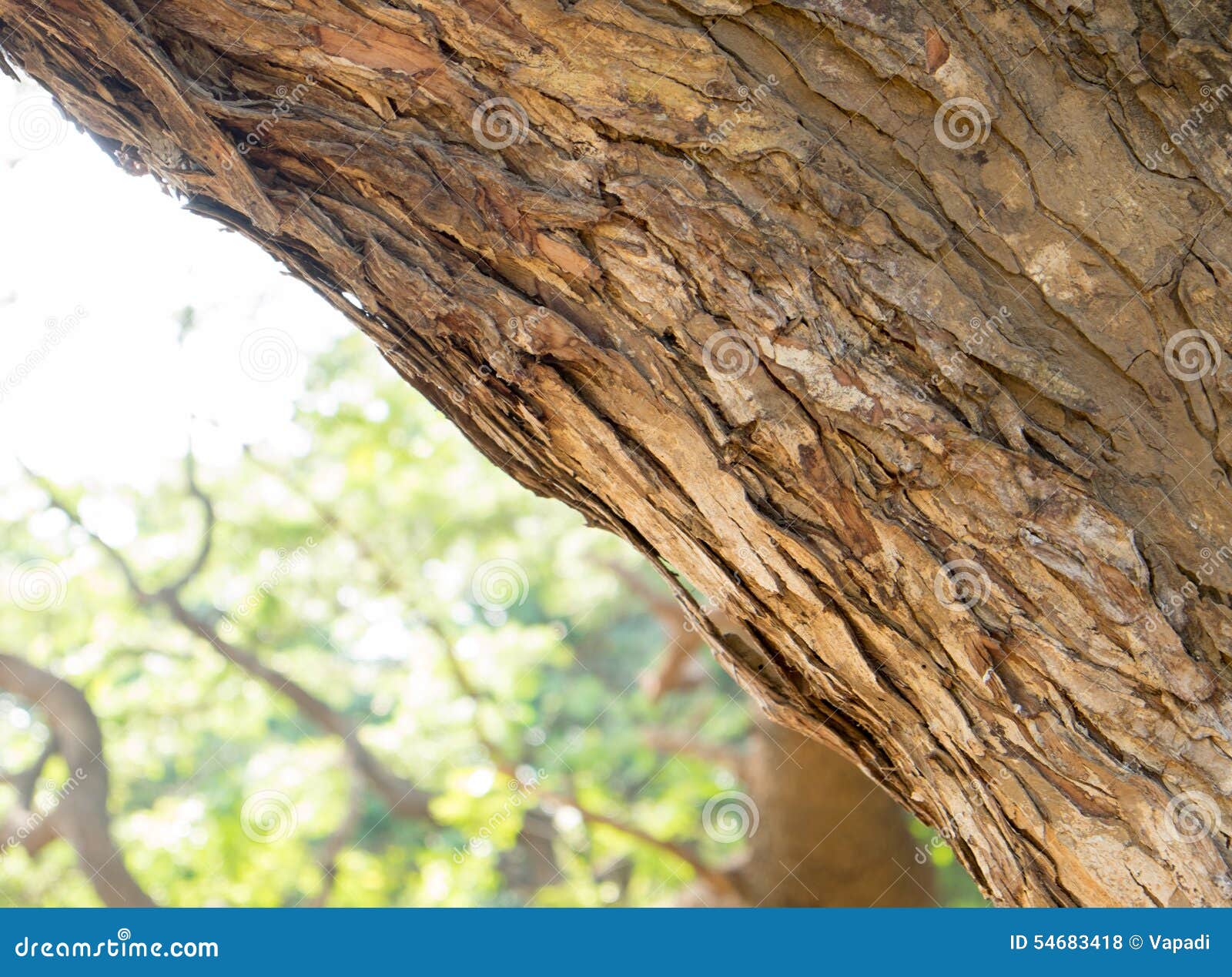 Wood bark texture stock photo. Image of pine, nature - 54683418