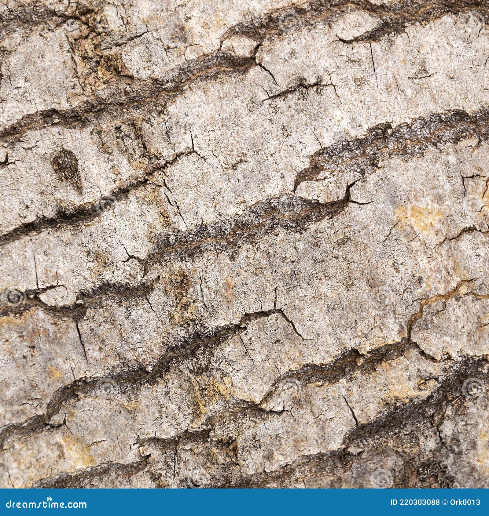 Tree bark texture stock photo. Image of green, grunge - 220303088