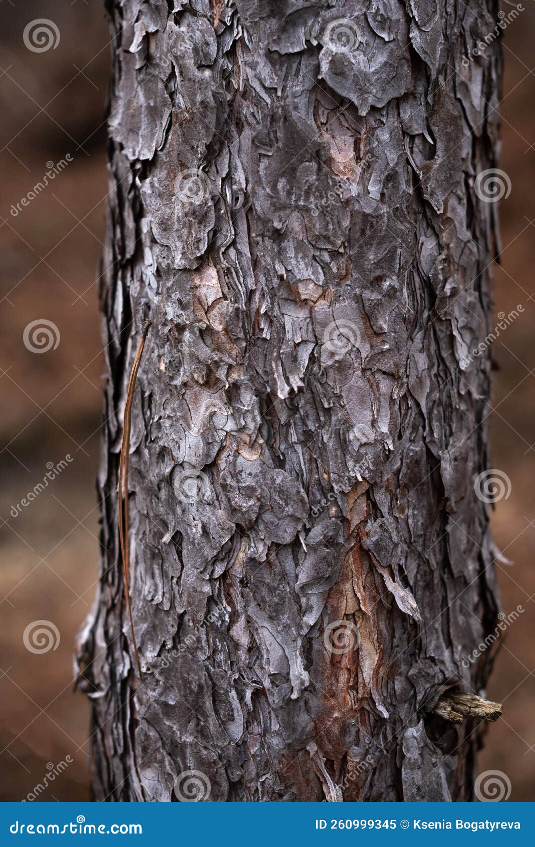 Wood Bark Texture, the Trunk of a Tree in the Forest Stock Image ...