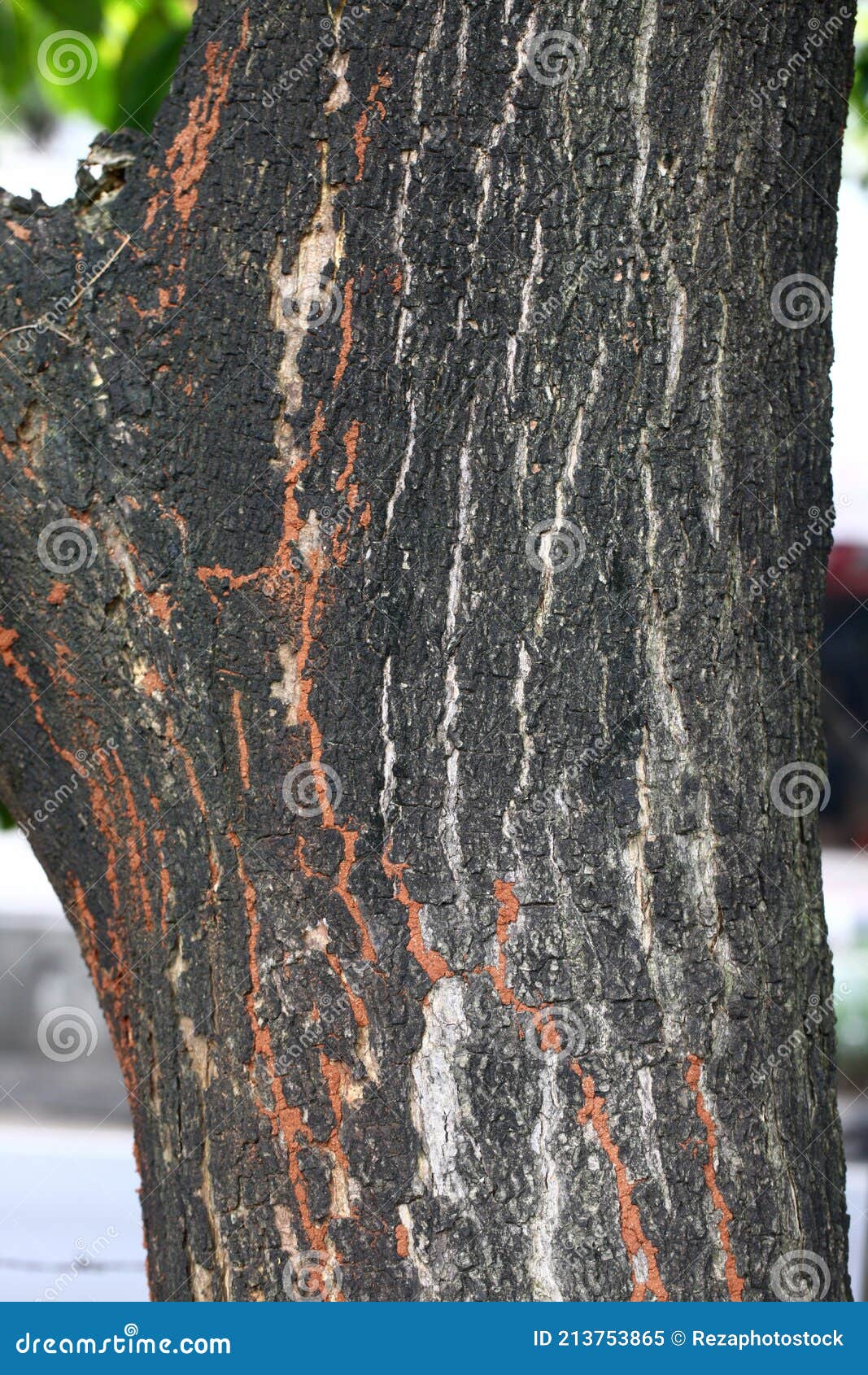 Wood Bark Tree Texture Background Pattern Stock Image - Image of moss ...