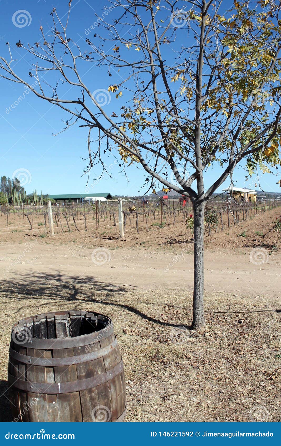 Wood barrel and a tree stock photo. Image of beautiful - 146221592