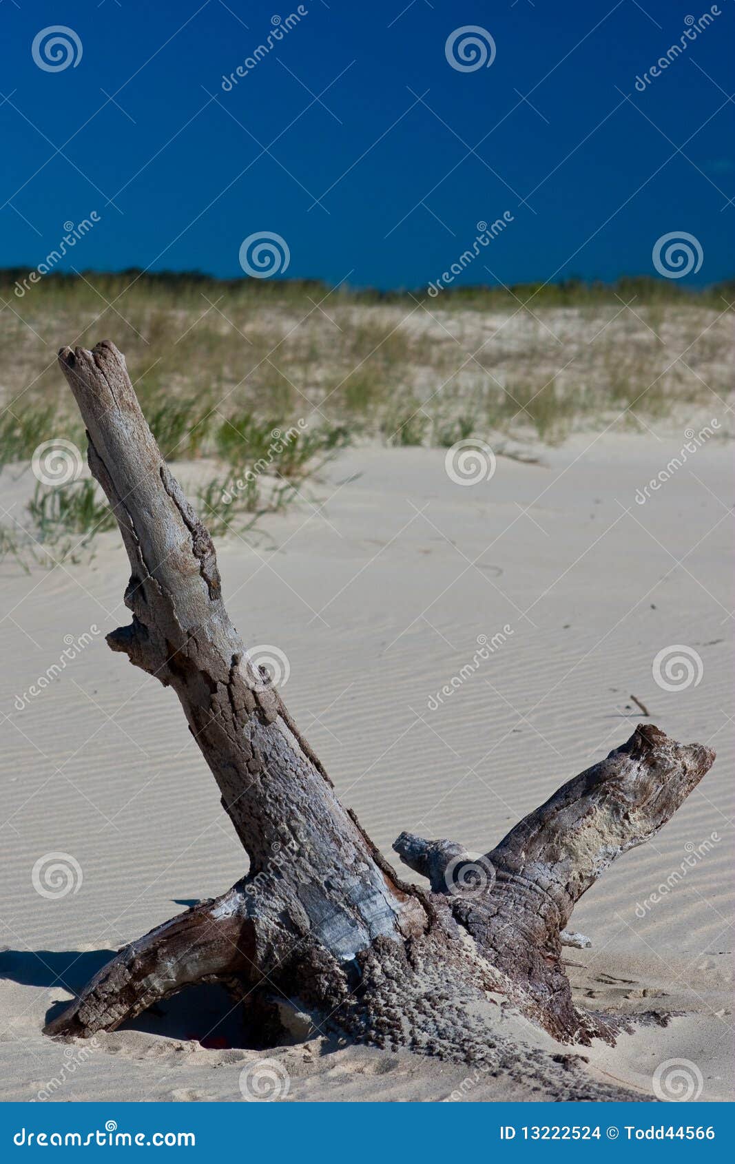 Wood on the Beach stock photo. Image of sunshine, wind - 13222524