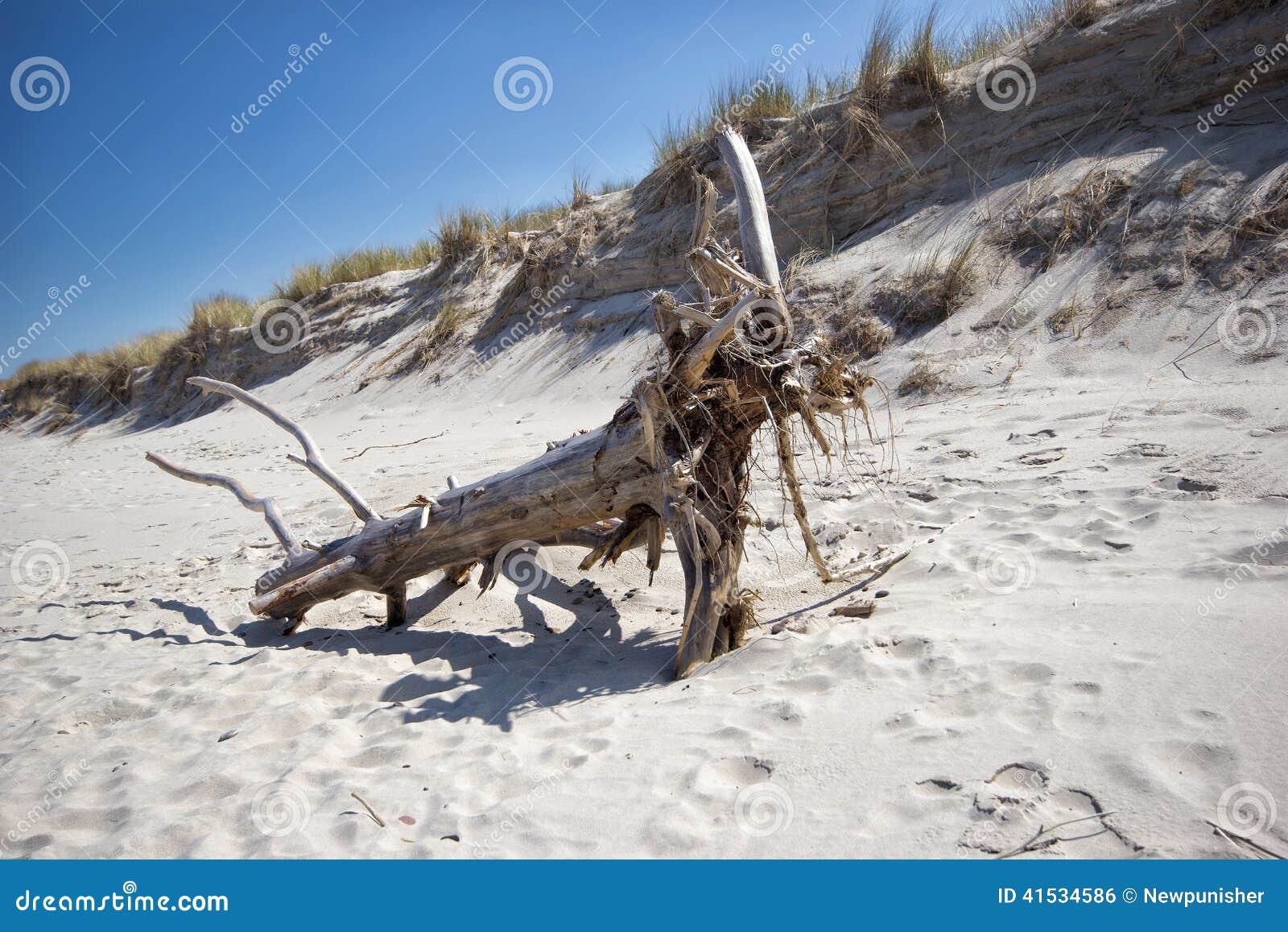 Wood on the beach stock photo. Image of nature, coastline - 41534586