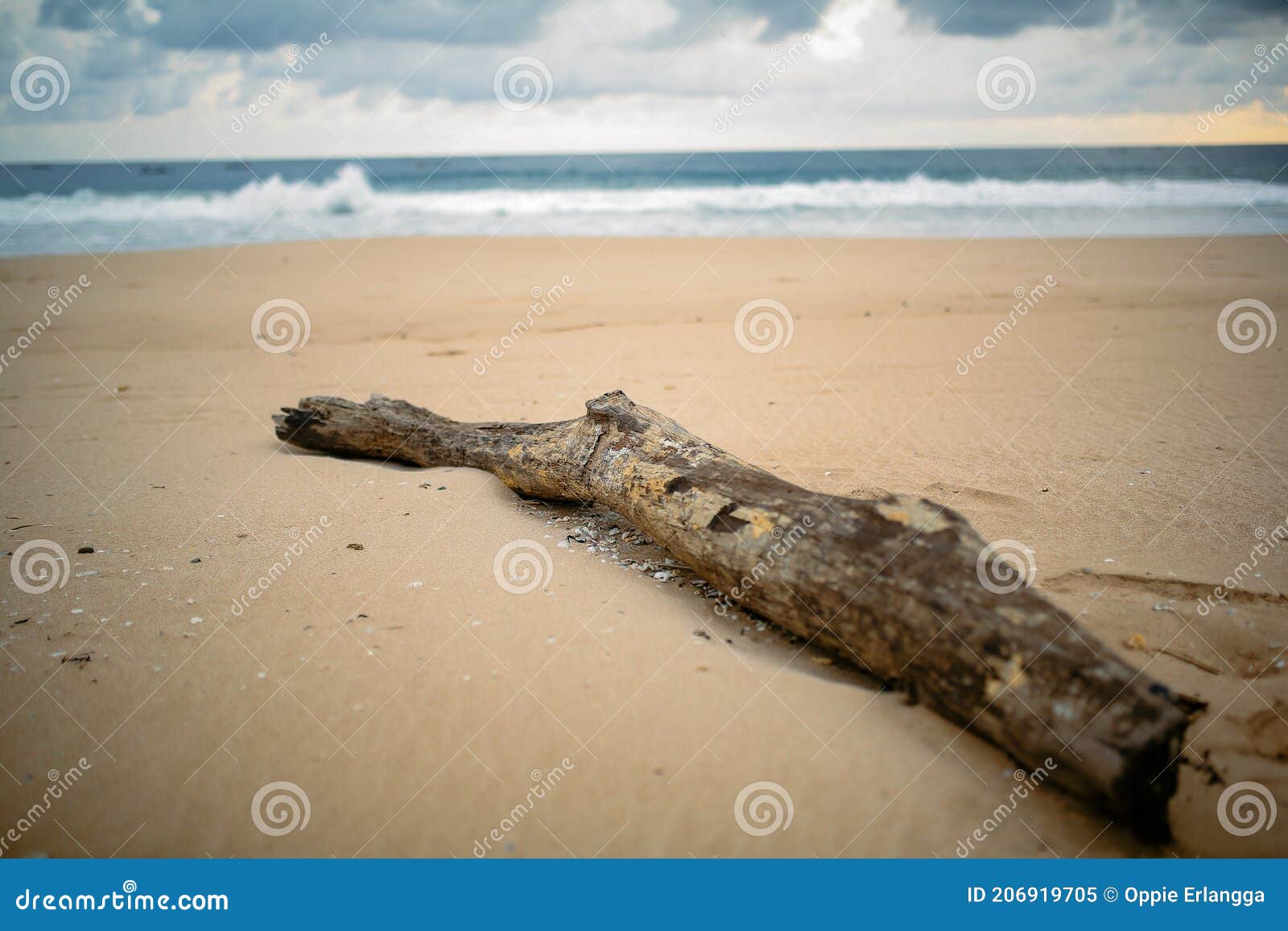 Wood on the beach stock image. Image of npieces, sunset - 206919705