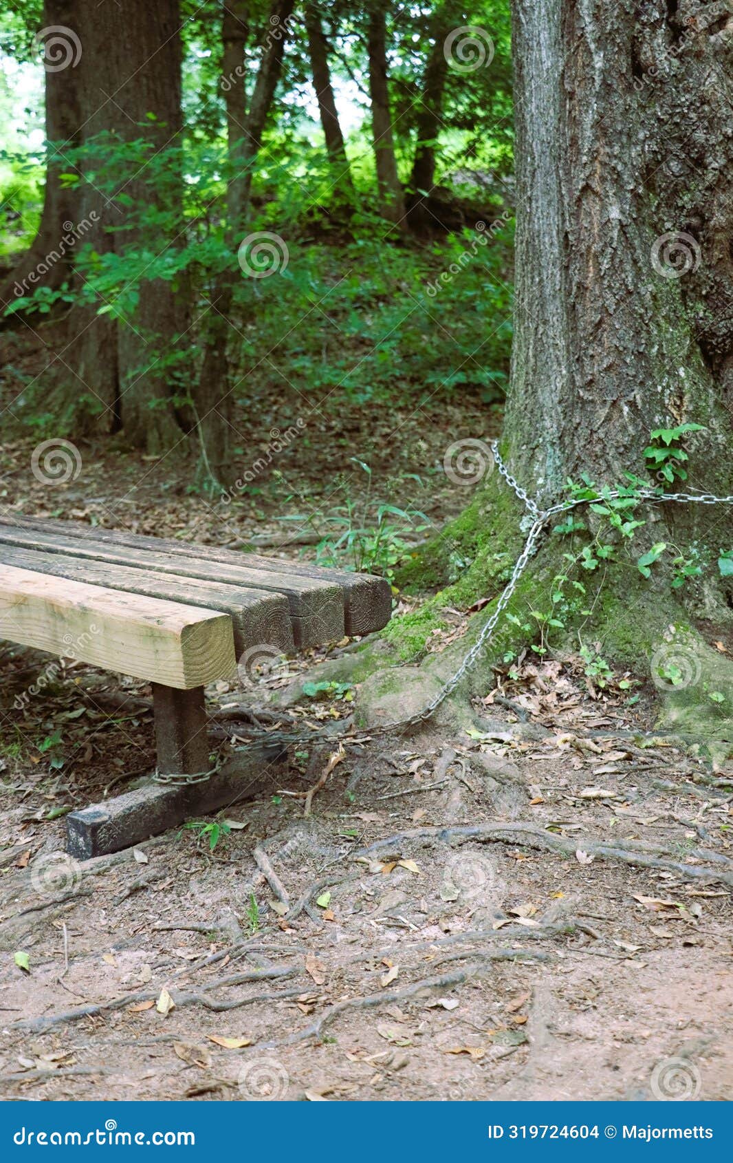 Wood Beam Bench Chained To Tree Trunk in Forest Stock Photo - Image of ...