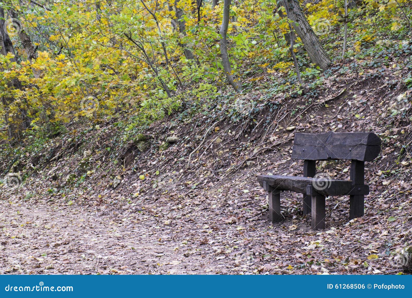 Wood Bench in Autumn Forest Stock Photo - Image of natural, path: 61268506