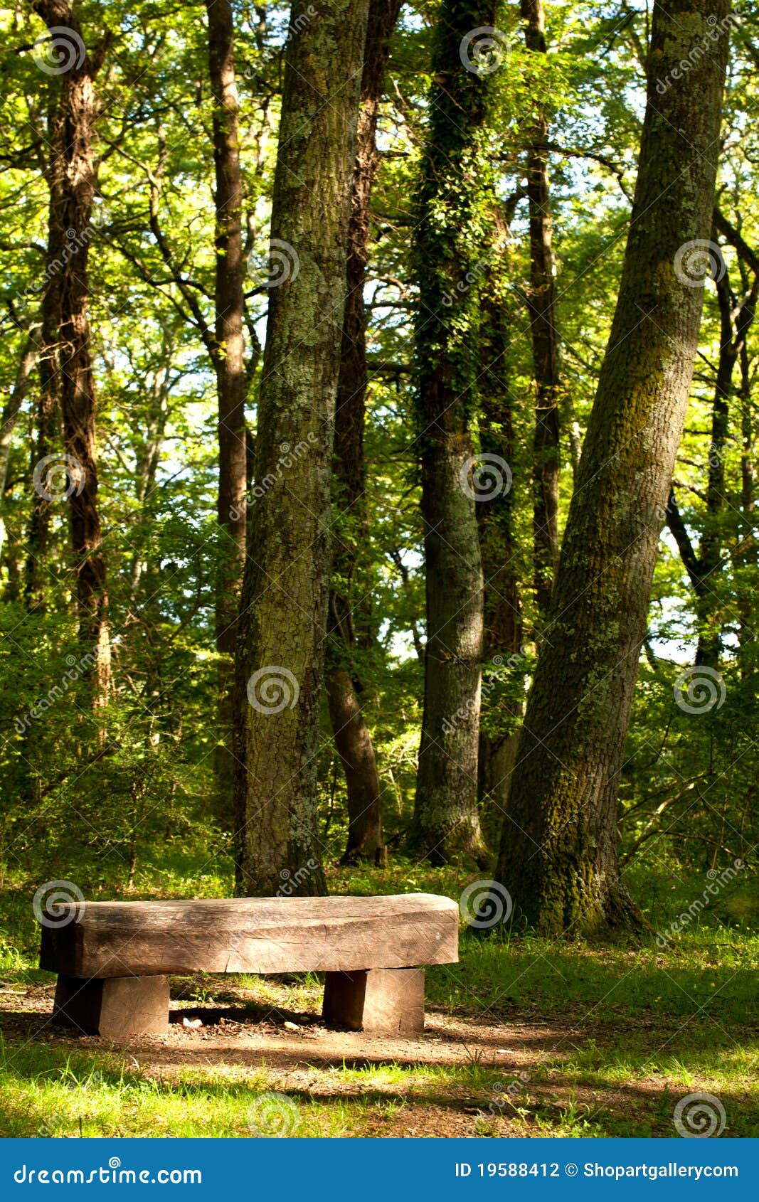 Wood Bench in the Forest stock photo. Image of scenery - 19588412