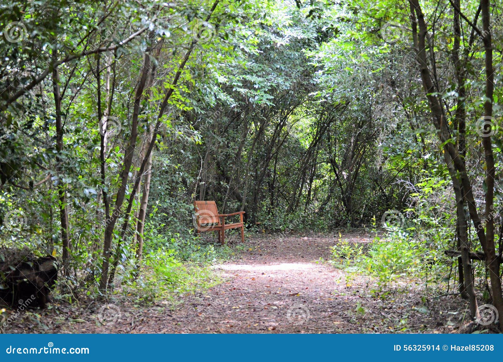 Wood bench in nature trail stock photo. Image of trees - 56325914