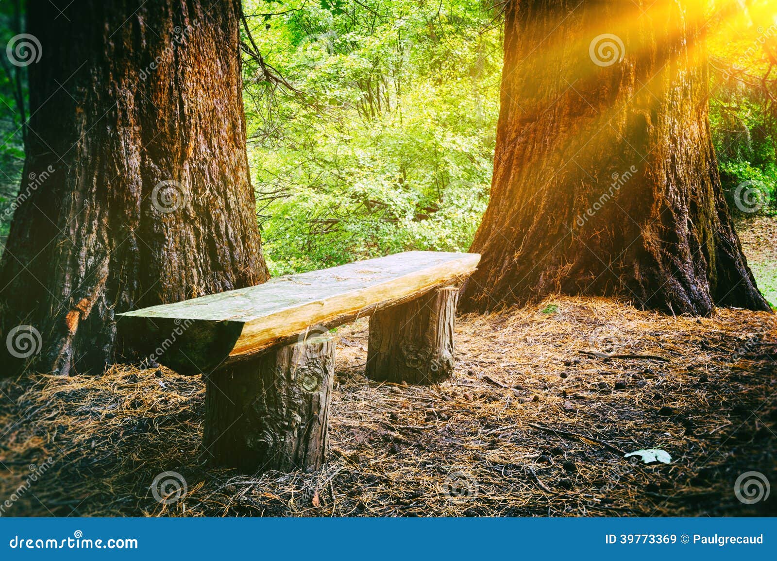 Wood Bench in the Summer Forest Stock Image - Image of pine, aged: 39773369