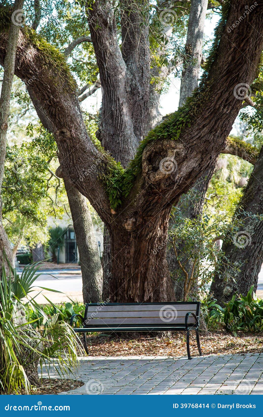 Wood Bench Under Massive Oak Stock Photo - Image of tranquil, seat ...