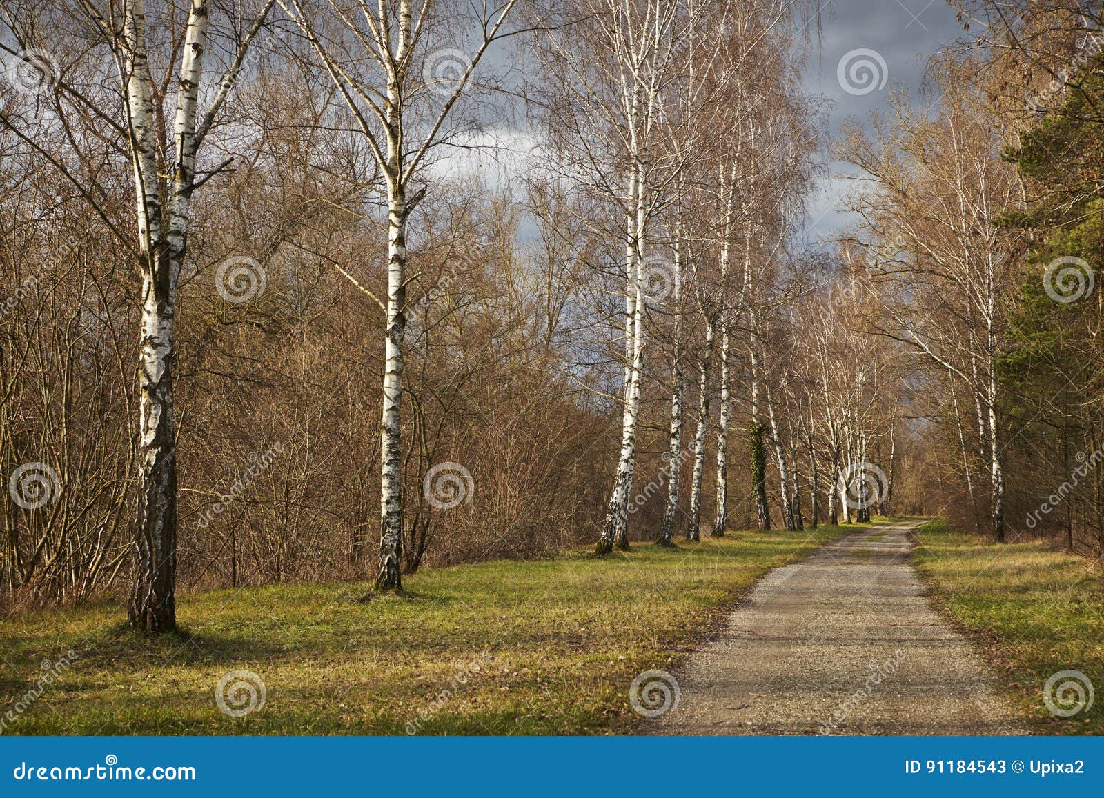 Wood birch street stock image. Image of tree, season - 91184543