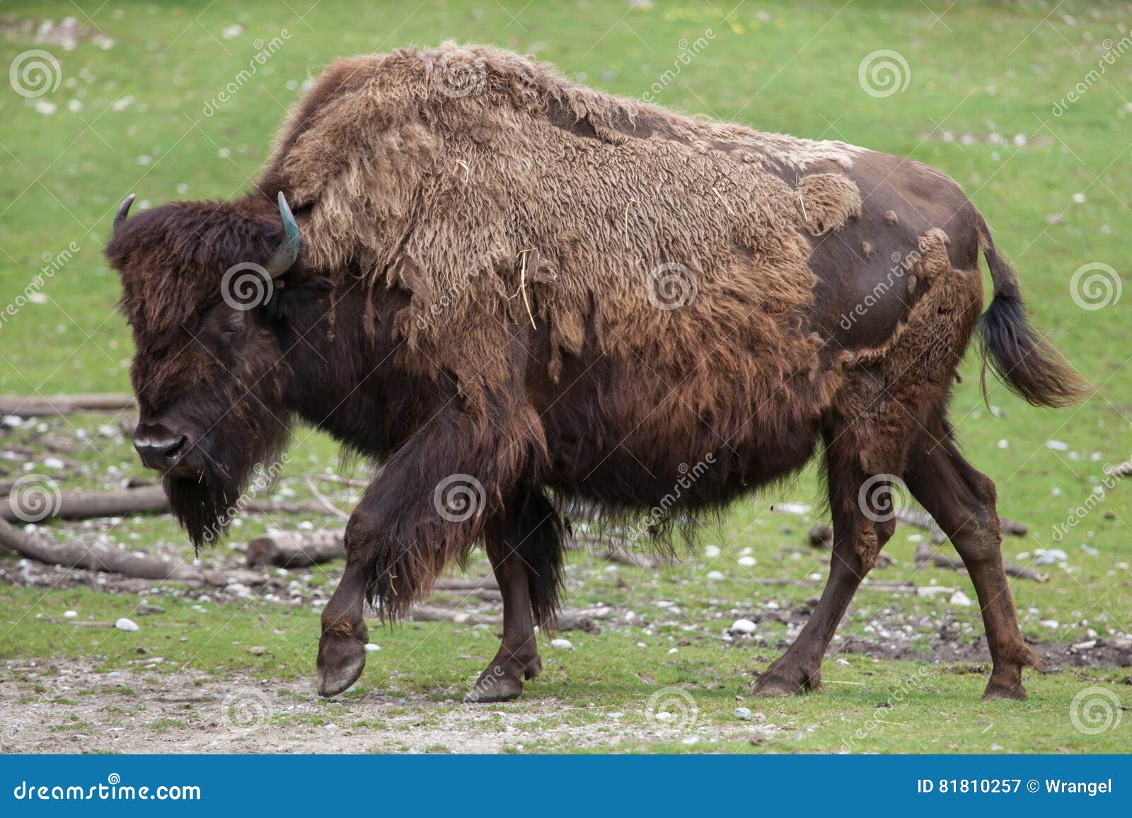 Wood Bison Bison Bison Athabascae. Stock Image - Image of buffalo ...