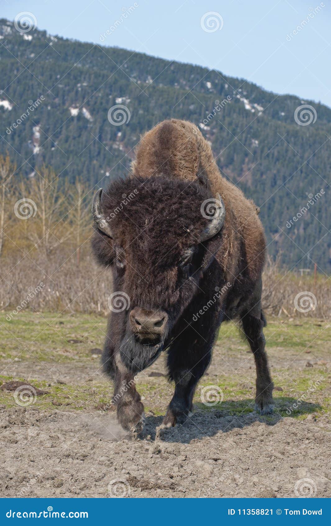 Wood bison charging stock image. Image of charge, athabascae - 11358821