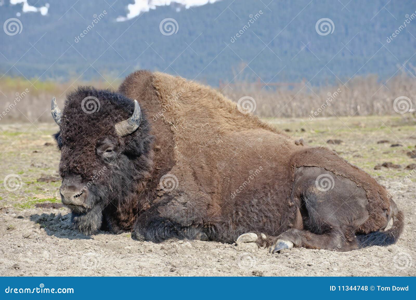 Wood bison resting stock photo. Image of endangered, horned - 11344748