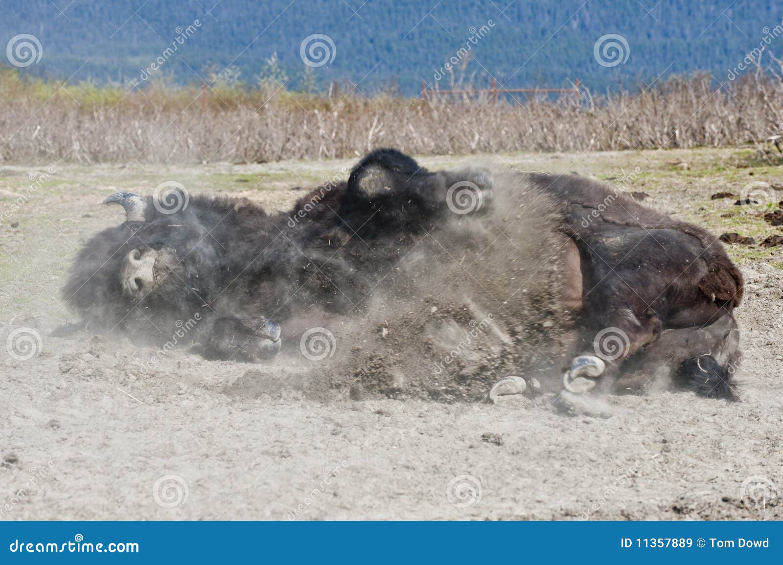 Wood Bison rolling in dirt stock image. Image of alaska - 11357889
