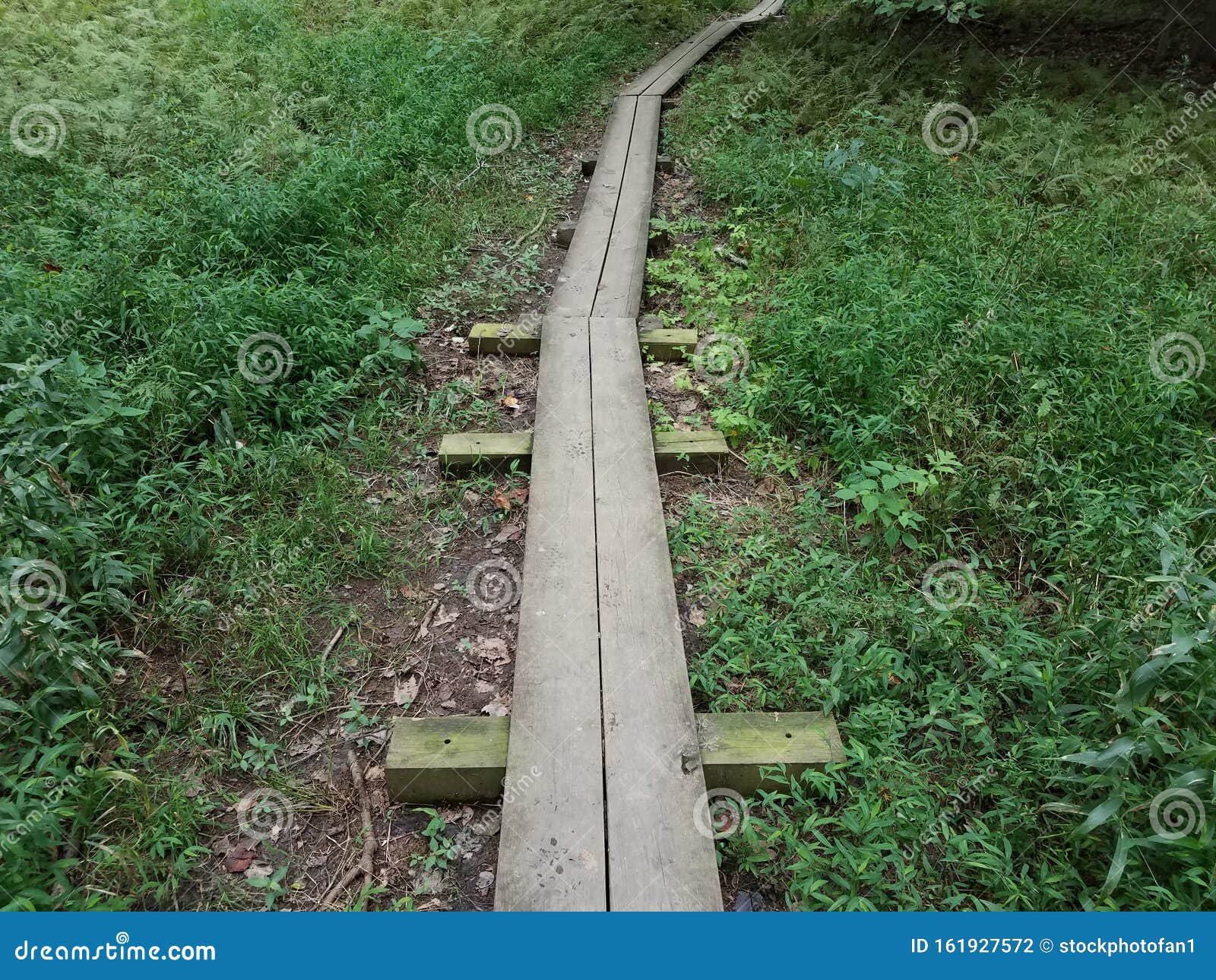 Wood Boardwalk or Path in Green Forest or Woods Stock Photo - Image of ...