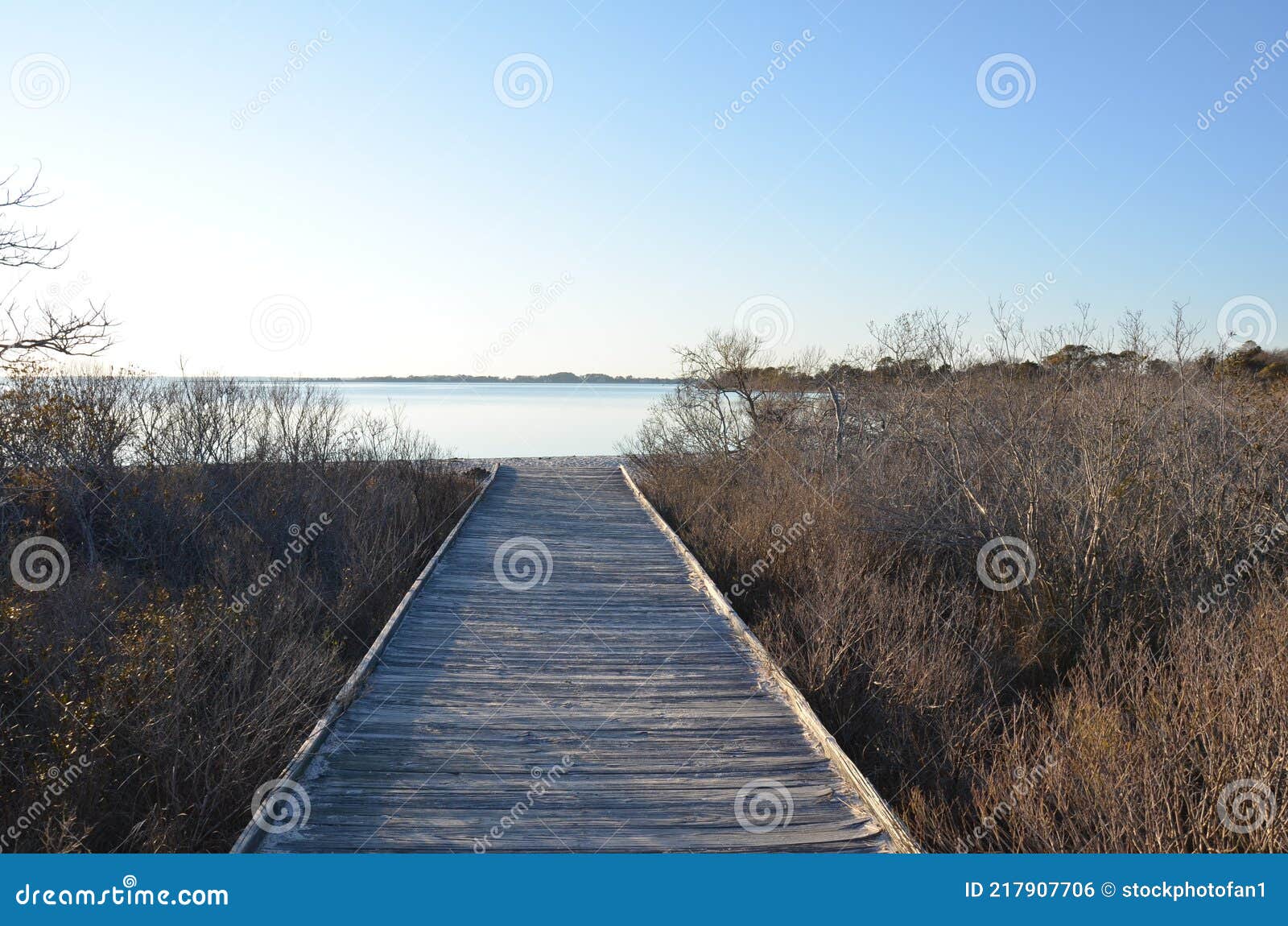 Wood Boardwalk or Path with Trees and Water Stock Photo - Image of ...