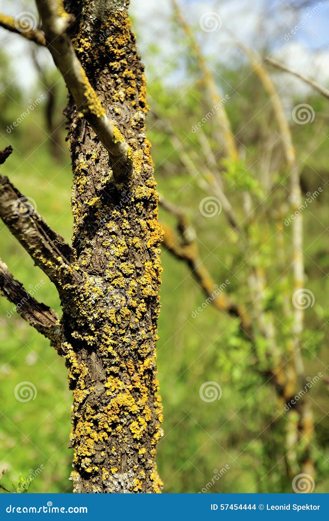 Wood bole in the forest. stock photo. Image of environment - 57454444