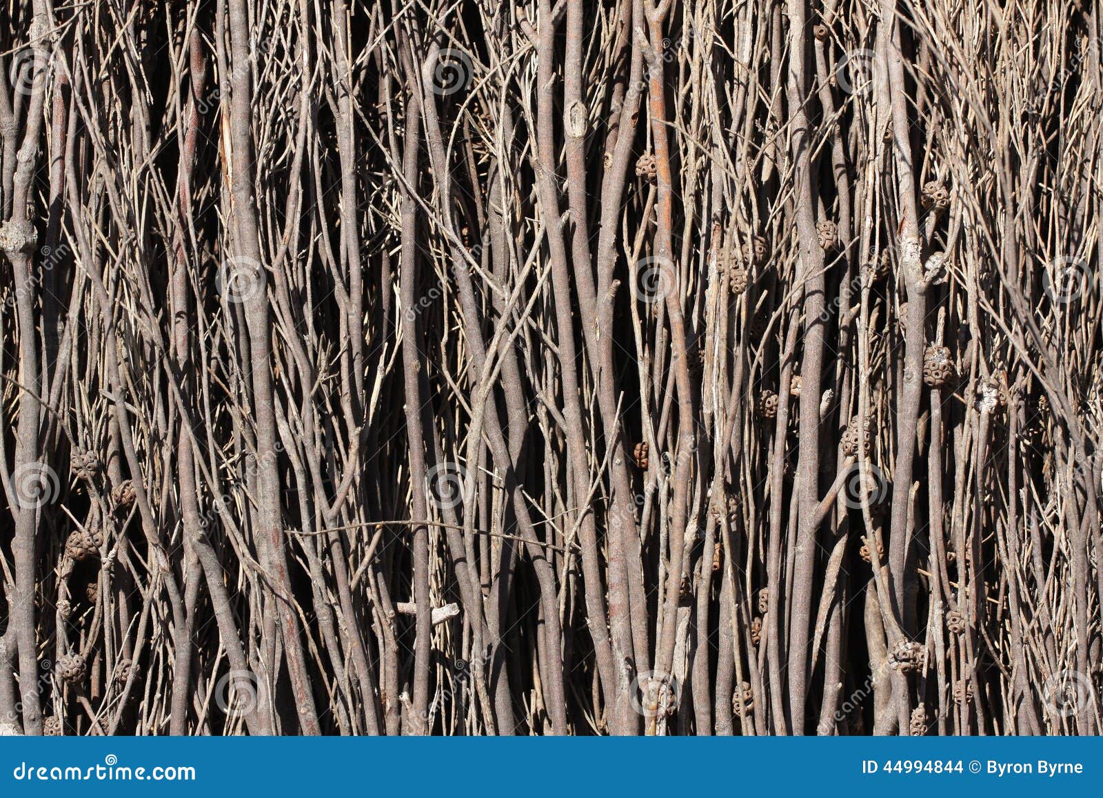 Wood Branch Background Texture Stock Photo - Image of building, solid ...