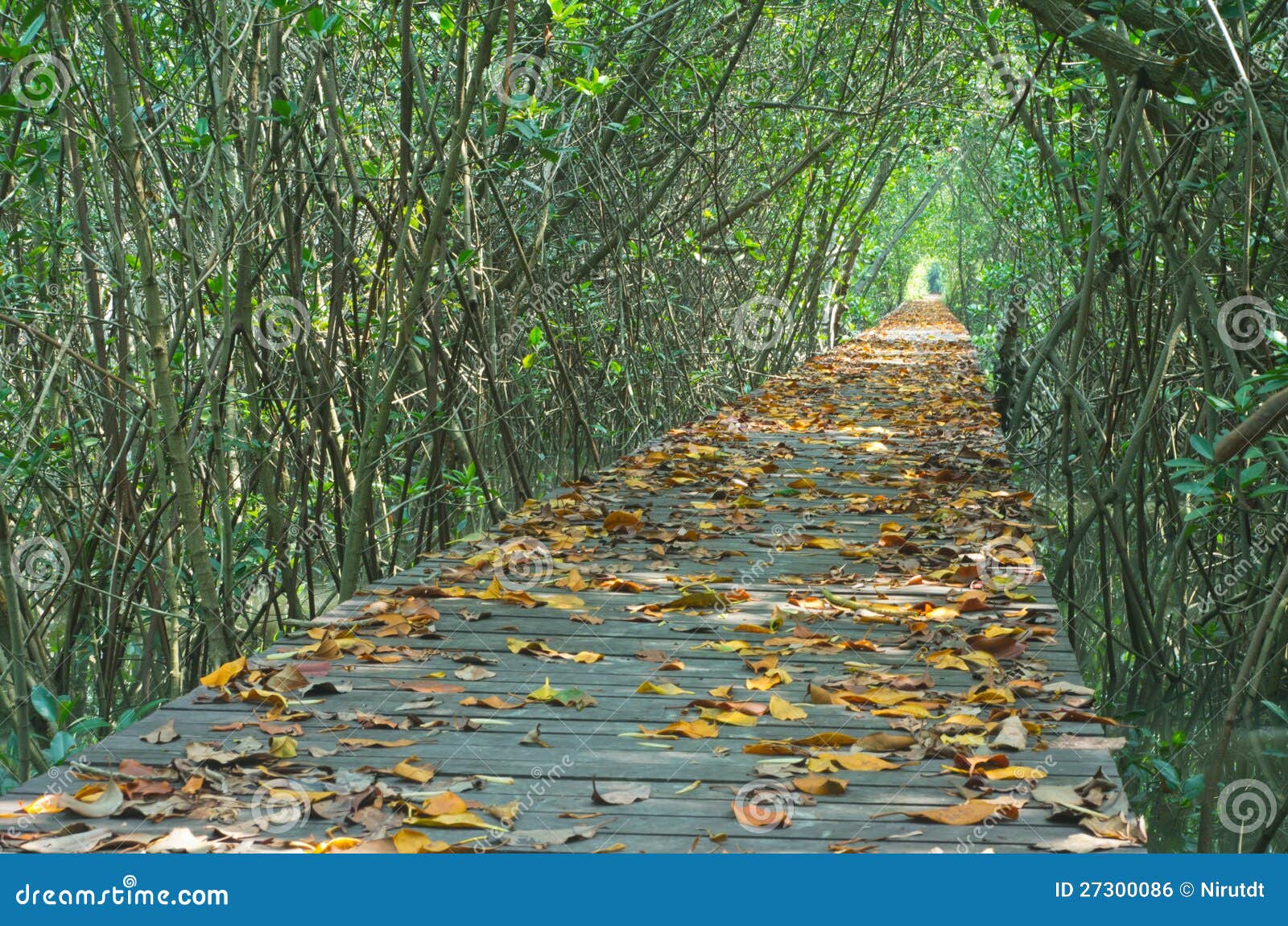 Wood bridge stock photo. Image of hike, journey, outdoor - 27300086
