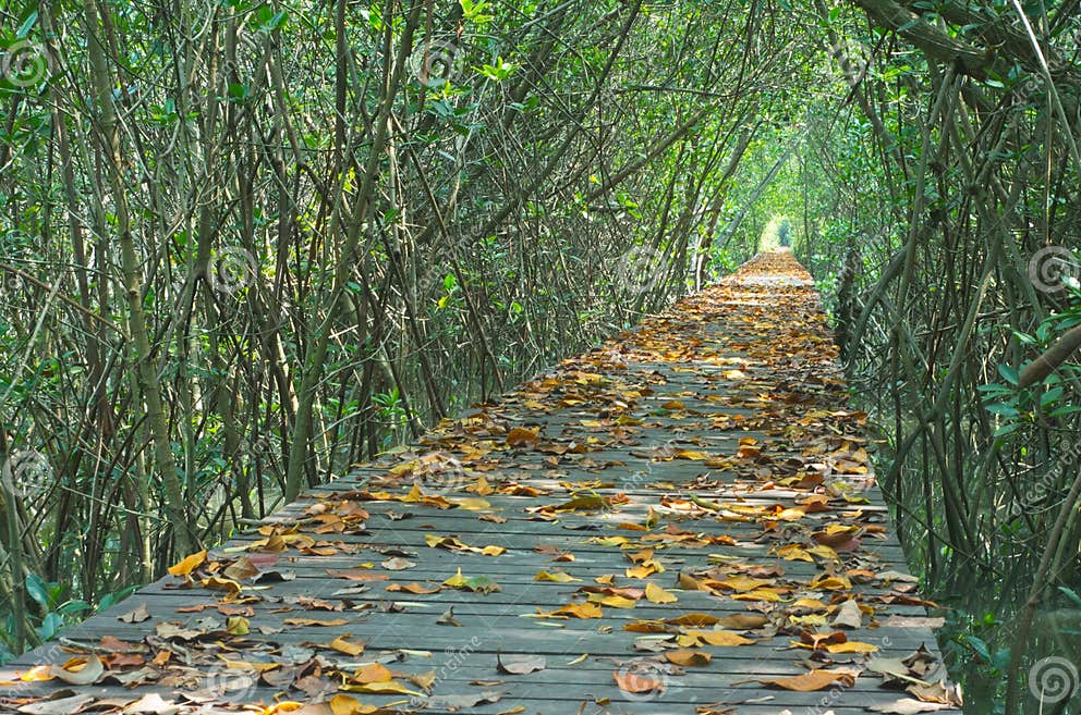 Wood bridge stock photo. Image of hike, journey, outdoor - 27300086