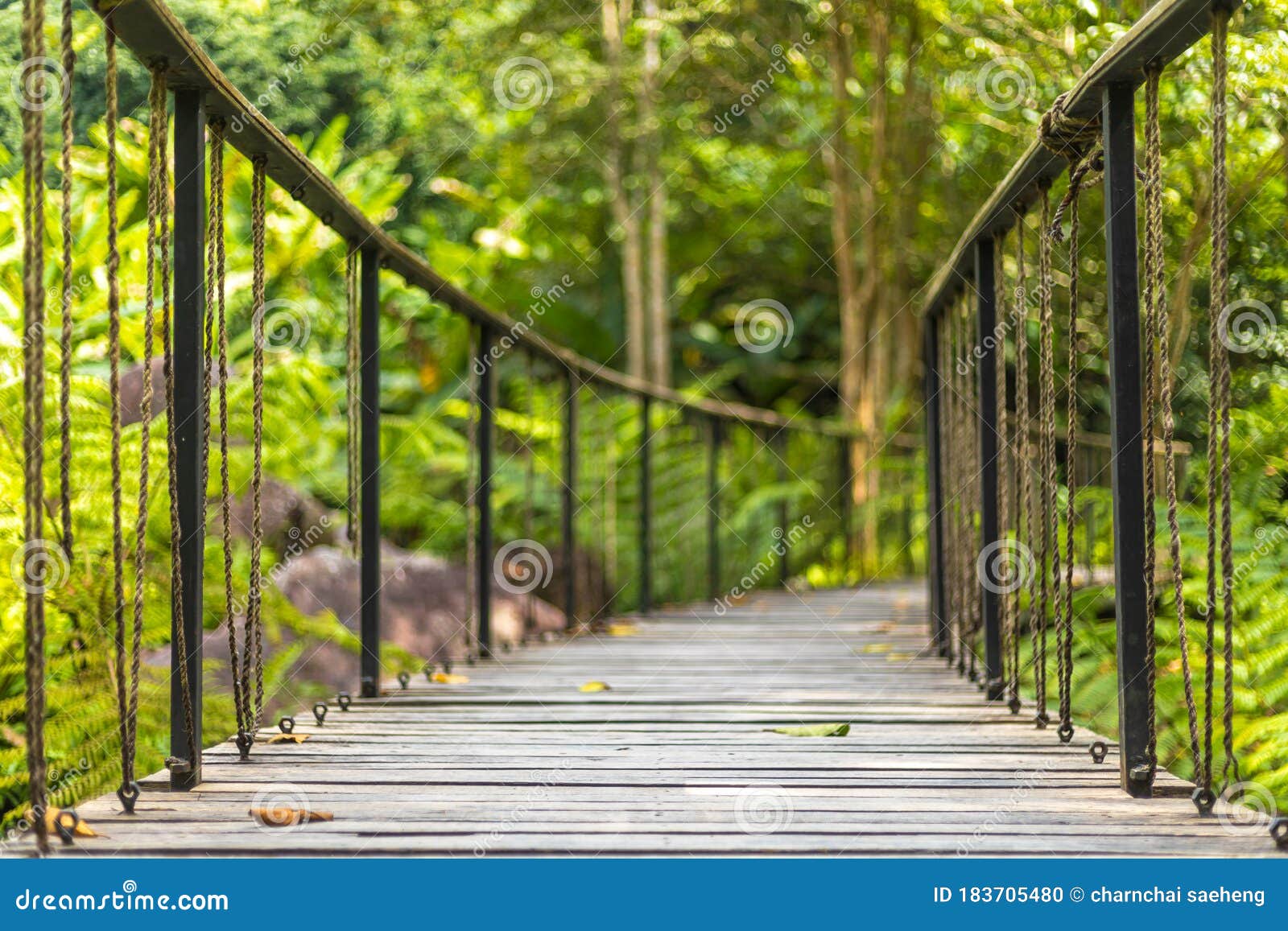 Wood bridge in the forest stock photo. Image of beautiful - 183705480