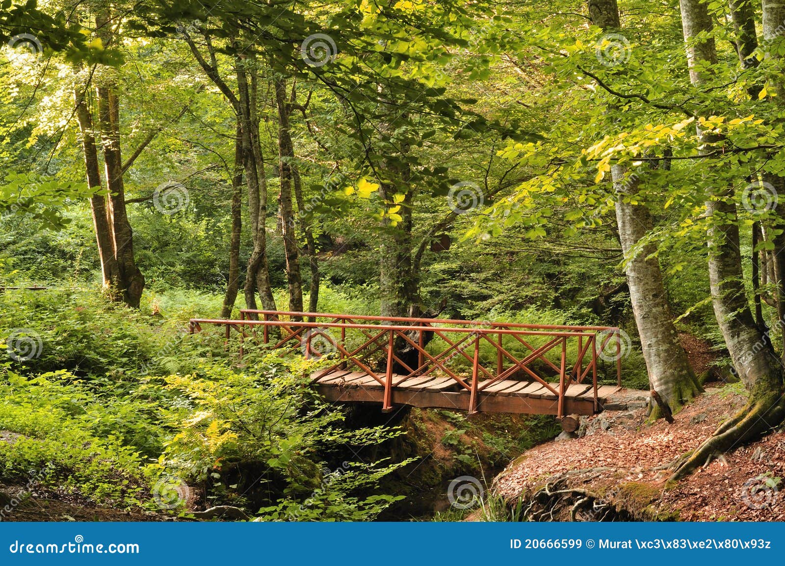 Wood Bridge in Forest stock image. Image of summer, landscape - 20666599