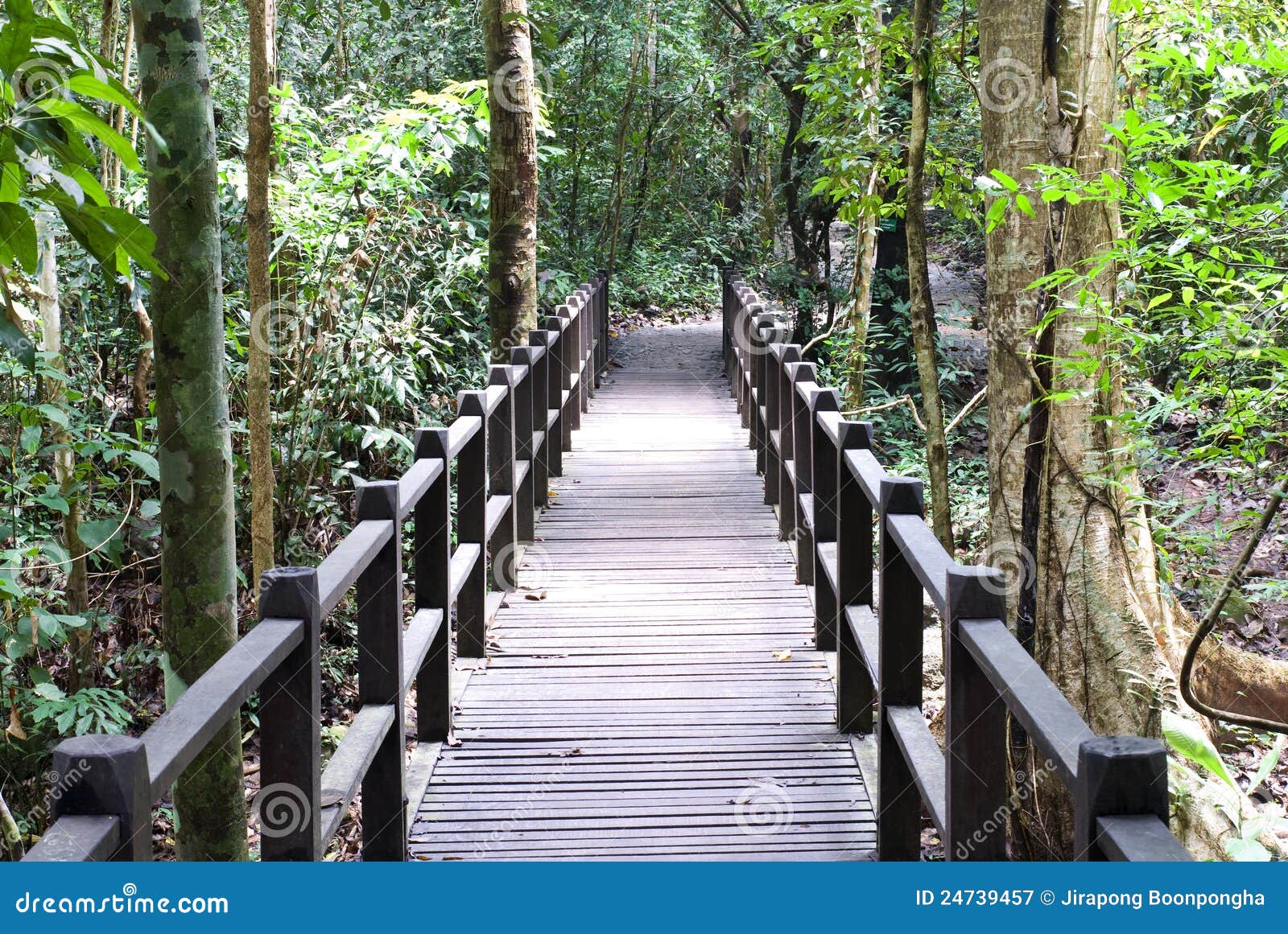 Wood bridge in forest stock image. Image of garden, architecture - 24739457