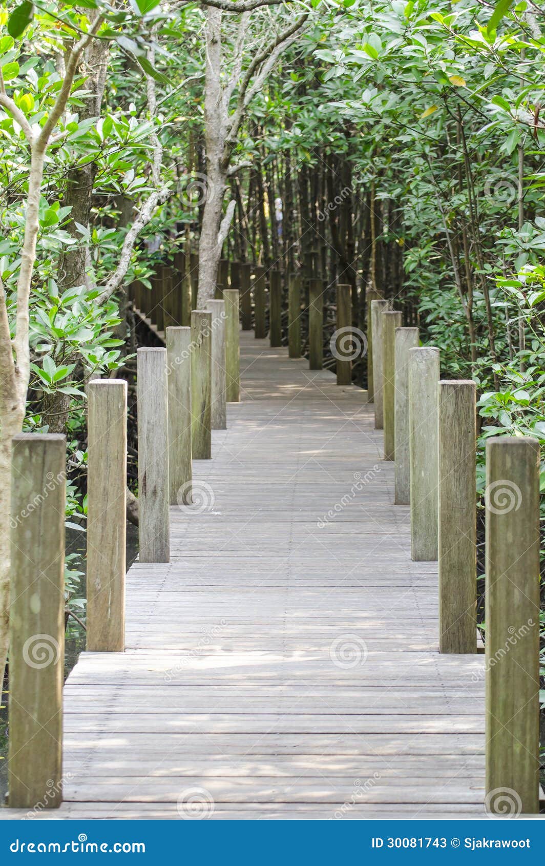 Wood bridge in the forest stock image. Image of garden - 30081743