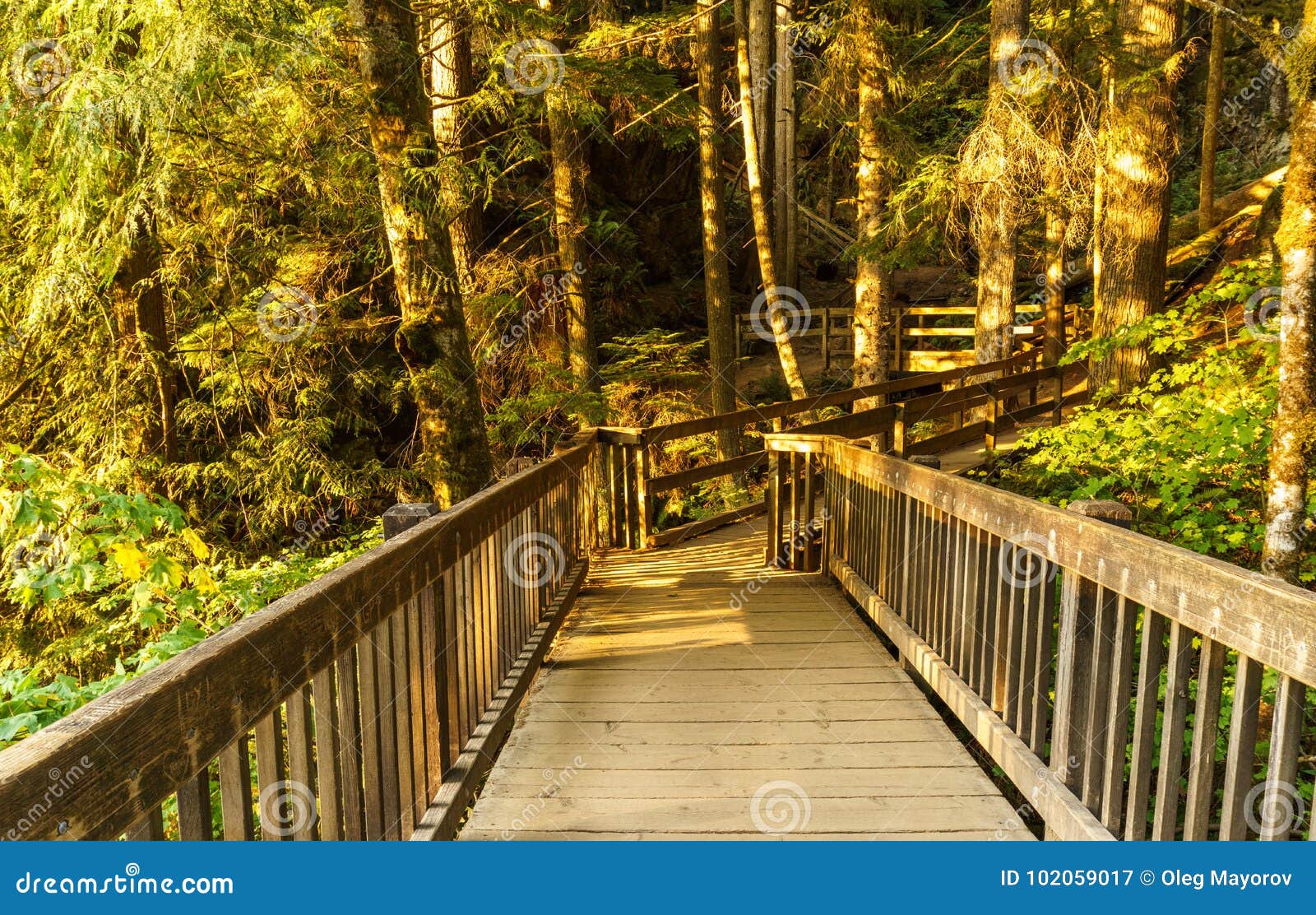 Wood Bridge on the Forest Part of a Hiking Trail. Stock Image - Image ...