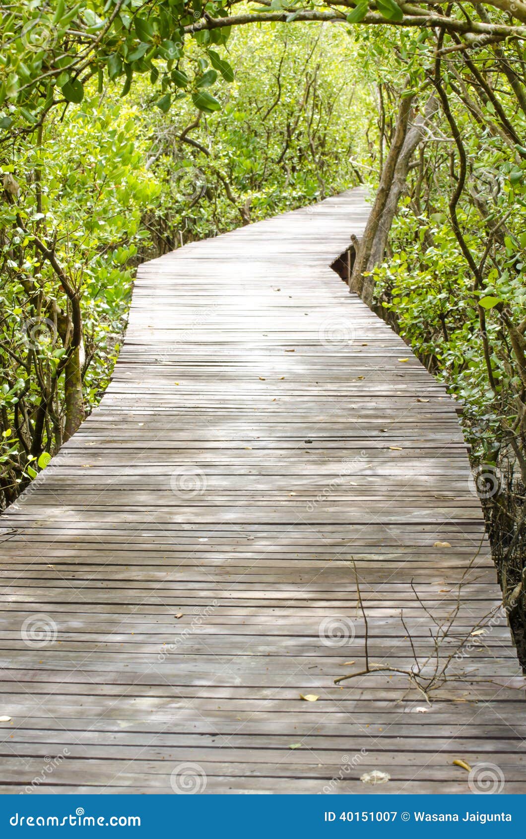 Wood Bridge into the Forest Rhizophora Apiculata. Stock Image - Image ...