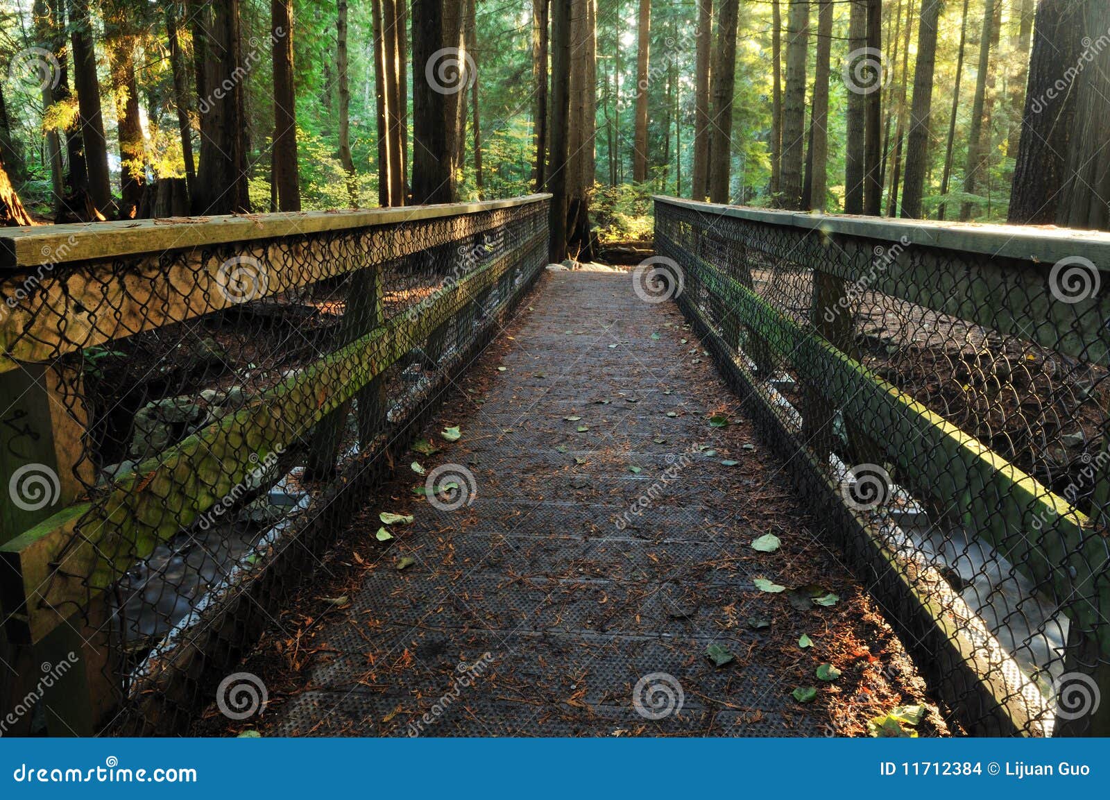 Wood Bridge in Lynn Valley Forest Stock Photo - Image of river, bridge ...