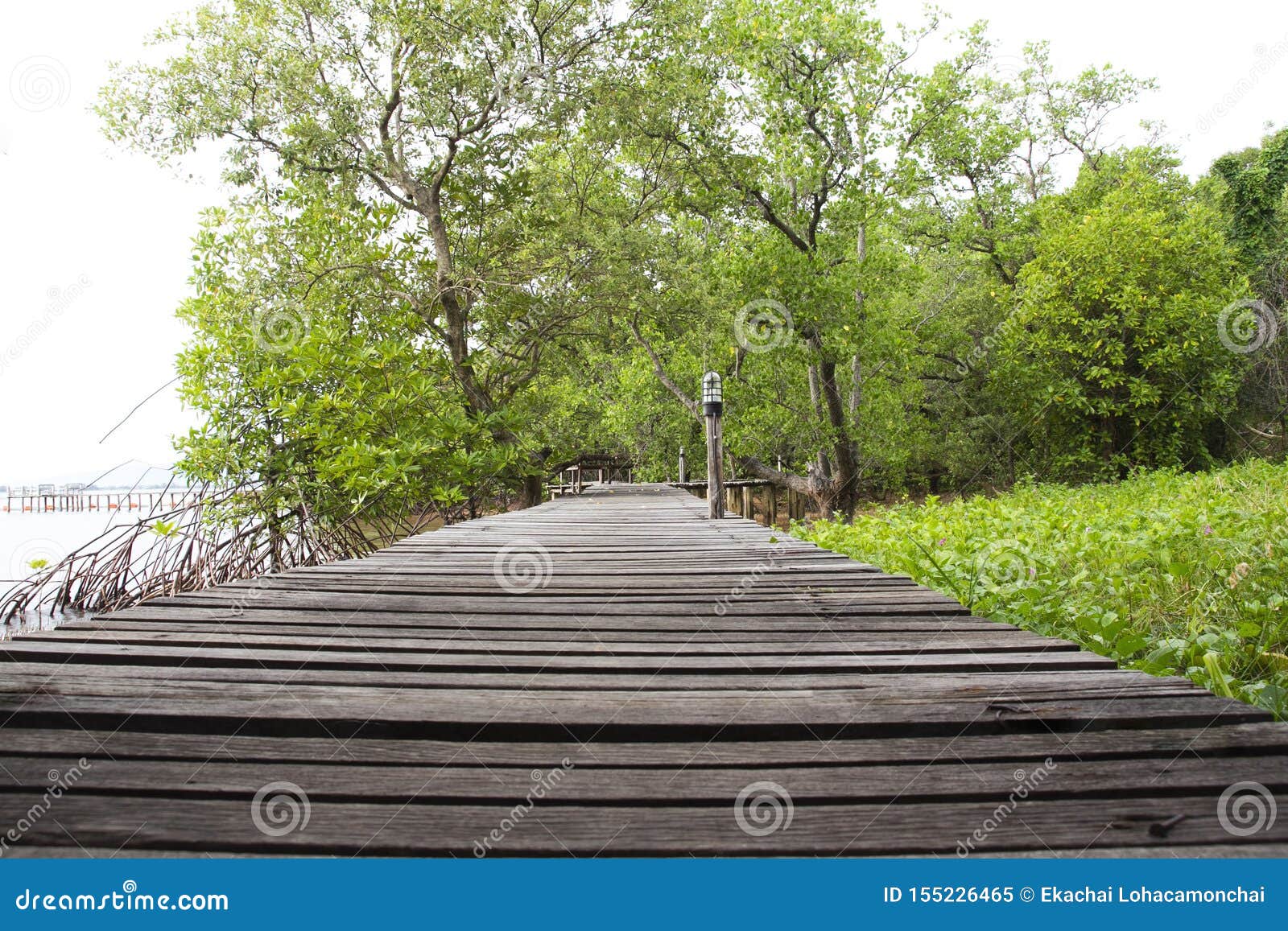 Wood Bridge for Nature Walk in Mangroves Stock Image - Image of forest ...
