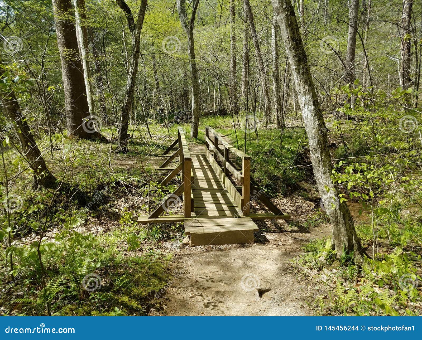Wood Bridge Over Creek on Trail in Forest with Trees Stock Photo ...