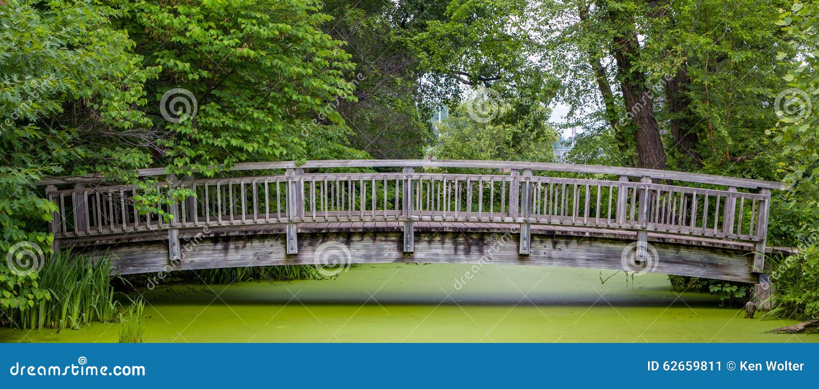 Wood Bridge Over Pond Panorma Stock Image - Image of panorama, green ...